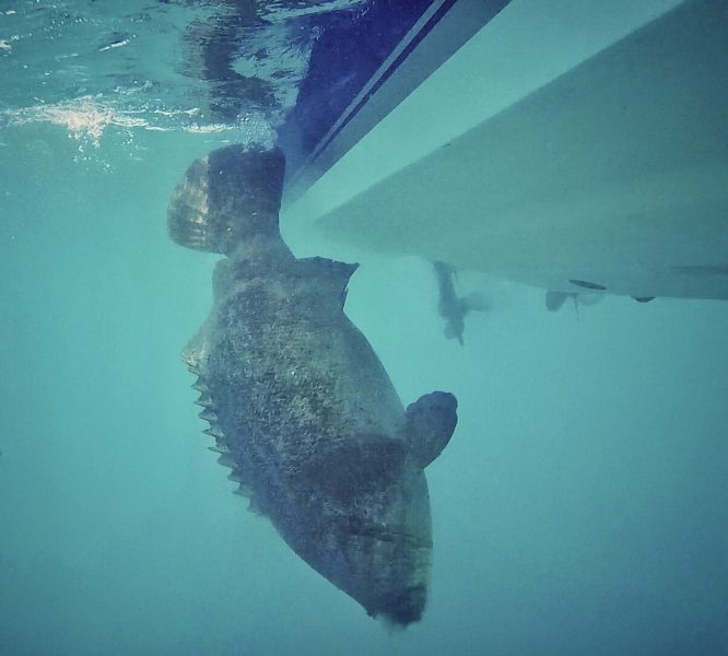 Goliath Grouper Fishing Charters Clearwater FL | FishEye Sportfishing